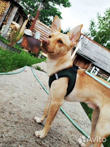 Собаки бесплатно в добрые руки