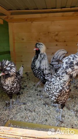 Куры падуаны