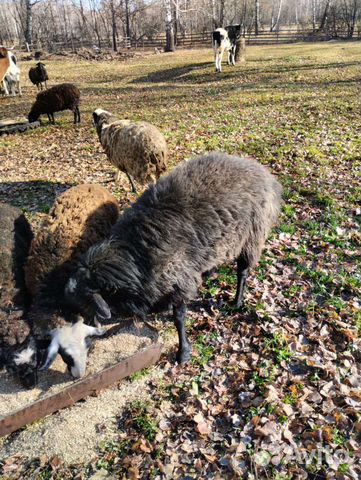 Продам производителя. Баран, отличный отец