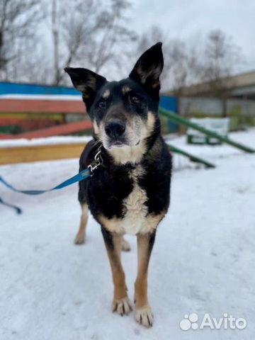 Рекс, собака в добрые руки бесплатно