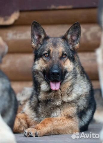 Овчарин Джон в добрые руки