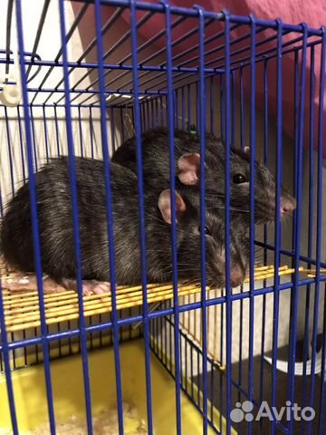 Крыса дамбо с клеткой