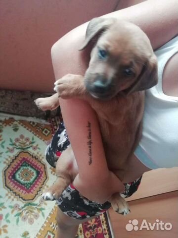 Джек рассел