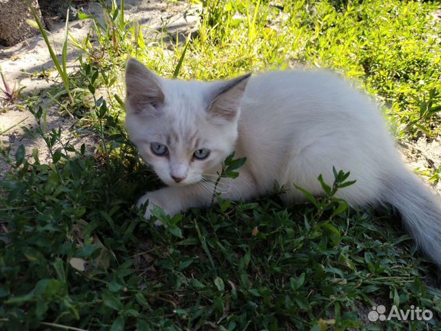 Котята, голубоглазые красавцы