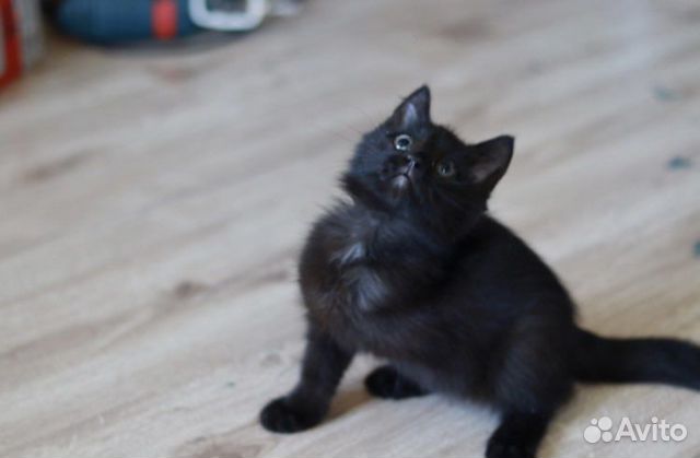 Котенок без лапки в добрые руки