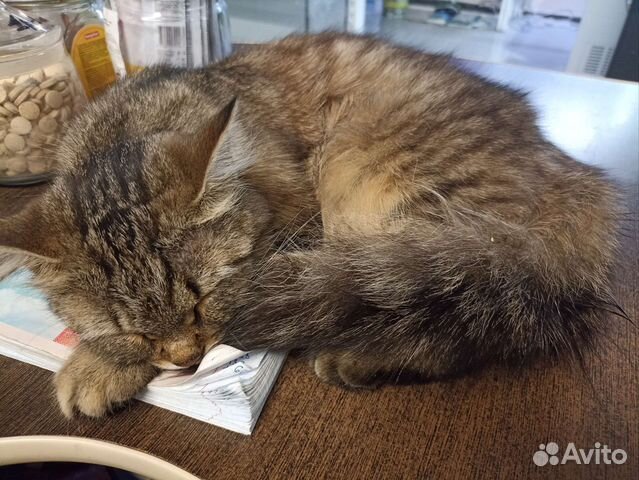 Кошка в дар