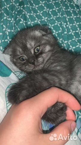 Шотландский вислаухий котёнок