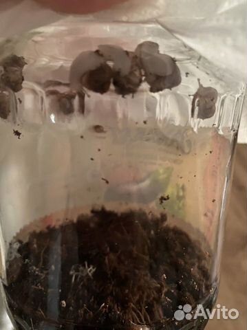 Улитки ахатины маленькие