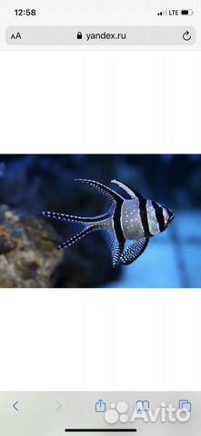 Морская рыбка