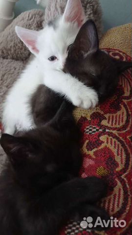 Британские котята