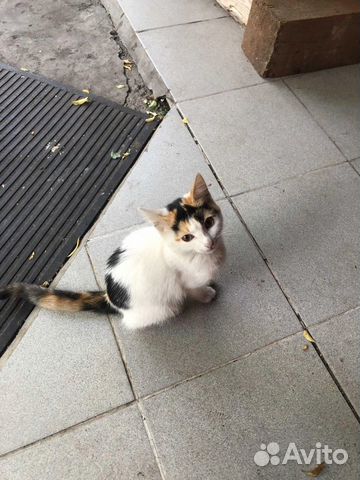 Трехцветная кошечка в добрые руки