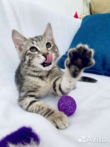 Маленький тигрёнок Митюша