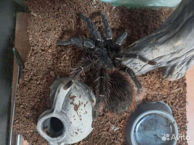 Паук Lasiodora parahybana