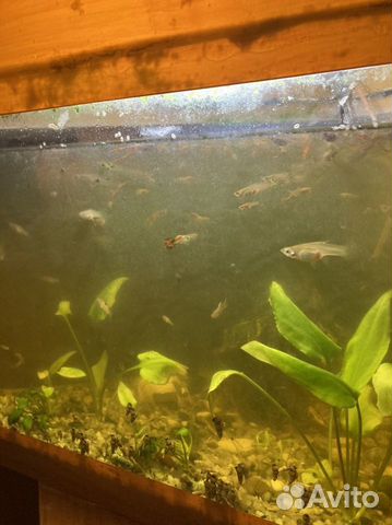 Аквариумные рыбки гуппи