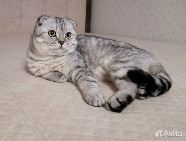 Вязка с шотландским котом