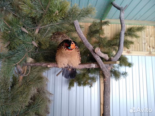 Шикарные рогатые фазаны