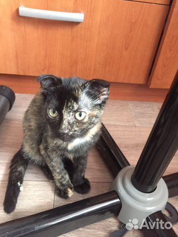Кошка