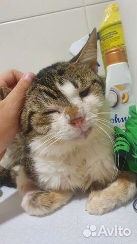 Отдам кота в добрые руки