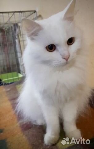 Ангорский кот в добрые руки