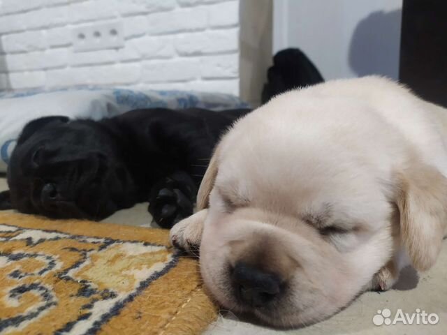 Щенки лабрадора