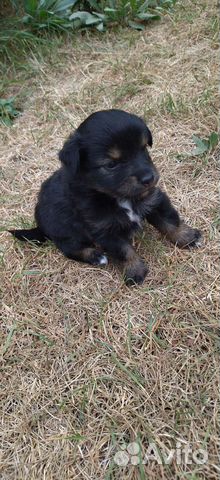 Отдам щенка в добрые руки