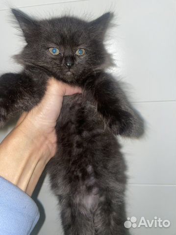 Котята домашние в очень добрые руки