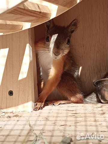 Ищу белку мальчика для вязки