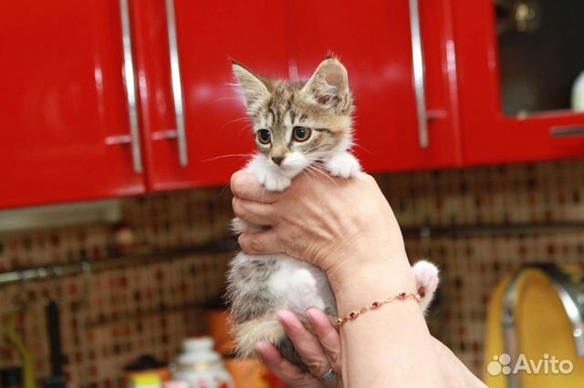 Котенок 1,5 мес.Девочка