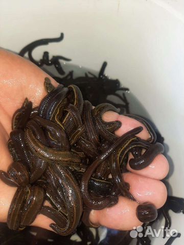 Пиявки медицинские