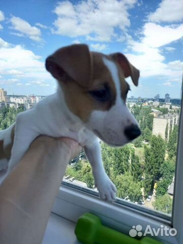 Щенки джек Рассел терьер