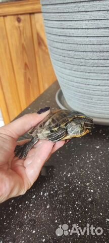 Красноухая черепаха с аквариумом