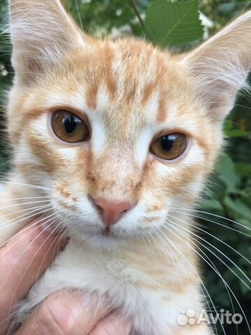 Котенок