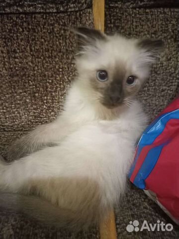 Смесь, вислоухой и обычной