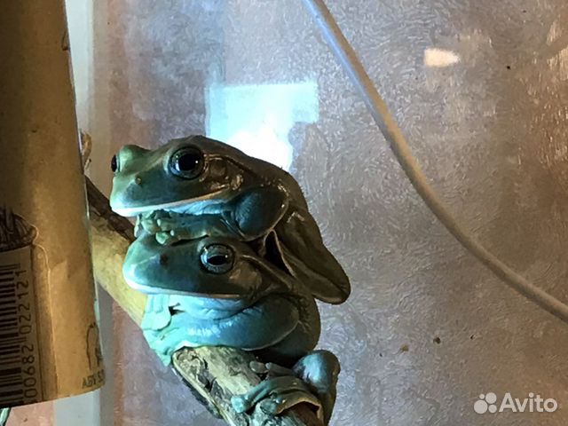 Лягушка. Гигантский веслоног фэи