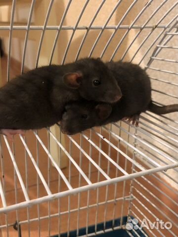 Крысята дамбо бесплатно