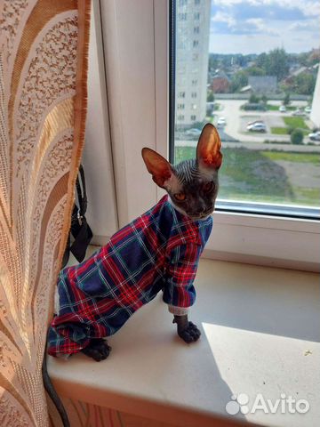 Канадский сфинкс котенок черный