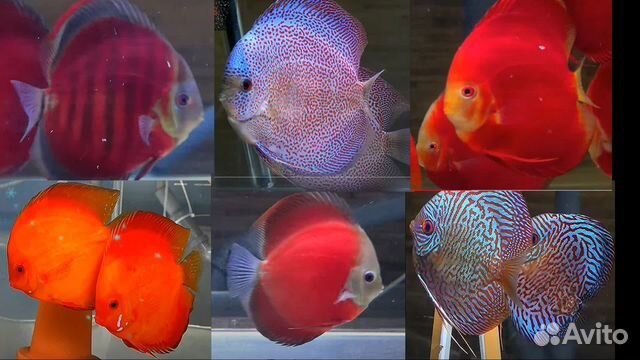 Дискусы от мировых производителей