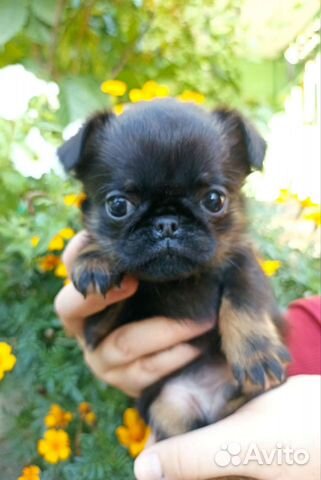 Пти брабансон