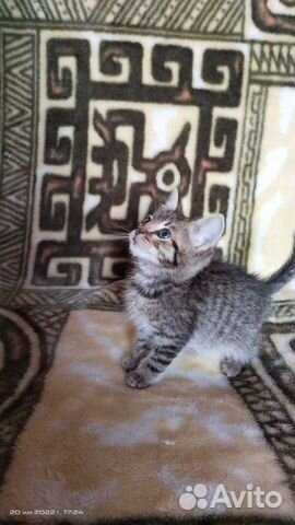 Котенок Яшка