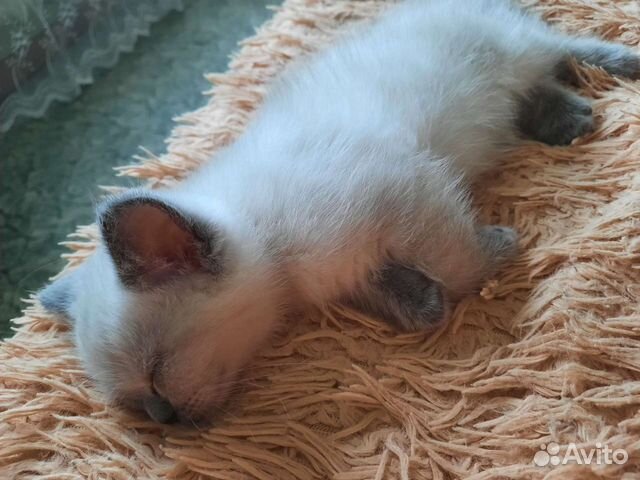 Шотландские прямоухие котята