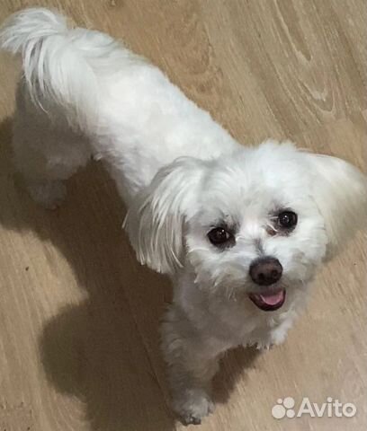 Мальтипу вязка