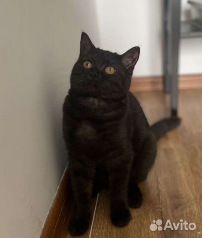 Кошка 8 месяцев в дар, стерилизована