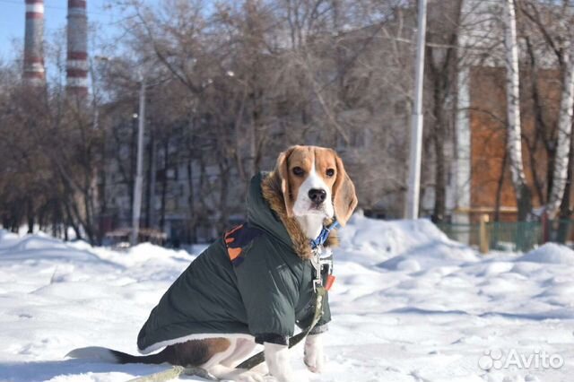 Собака для фотосессии