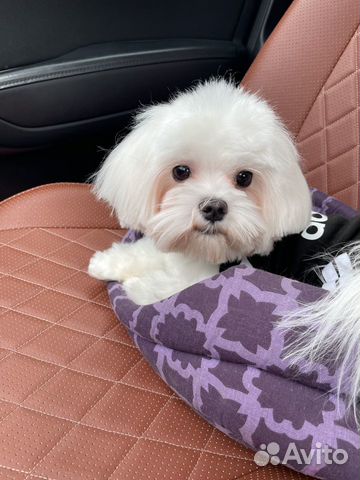 Вязка Мальтезе Болонка мальтийская мини