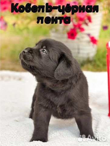 Продажа щенков лабрадора