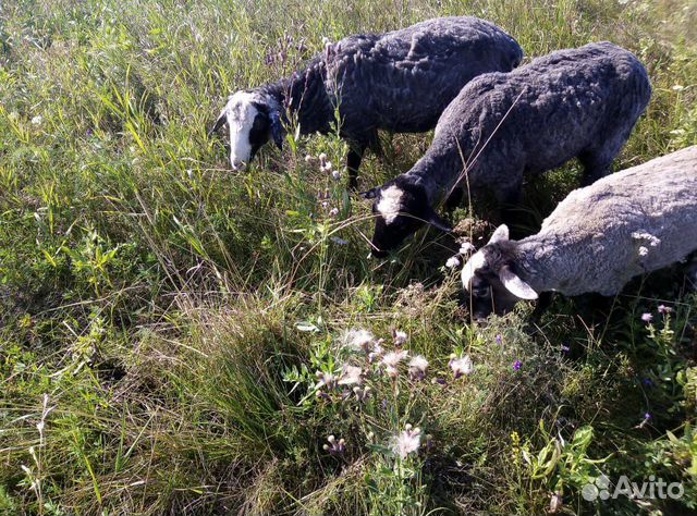Бараны овечки
