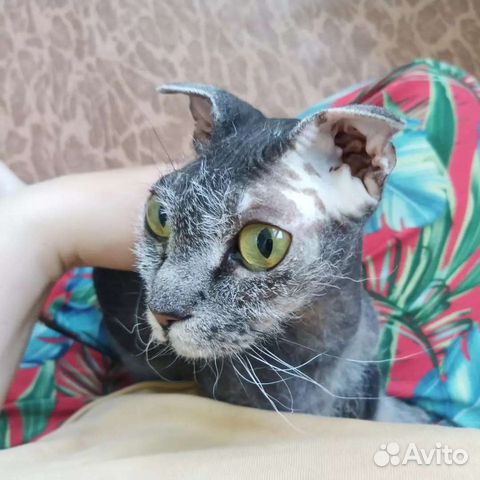 Кошка украинский левкой 6-8 мес