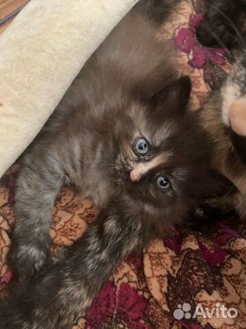 Котяки бесплатно