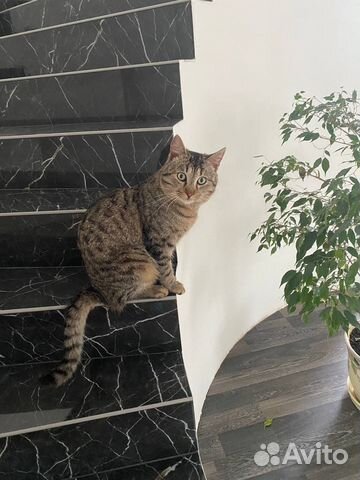 Продается кот с будкой Кунгом