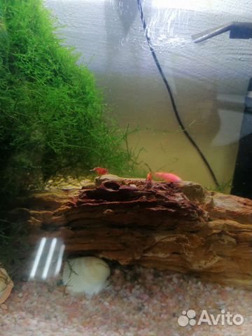 Креветки Вишенки